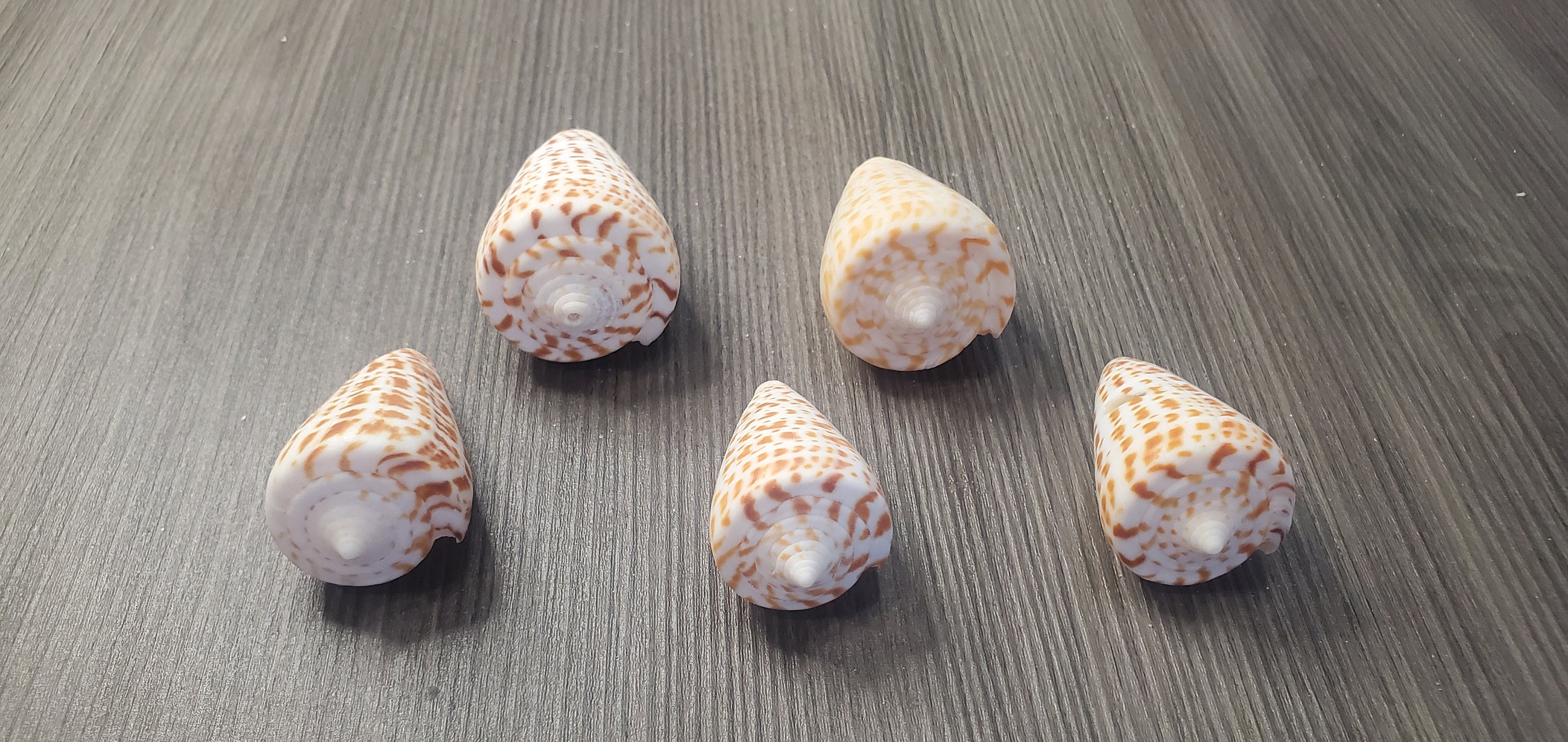 Set of 5 SW Florida Beach Found Alphabet Cone Seashells - Etsy