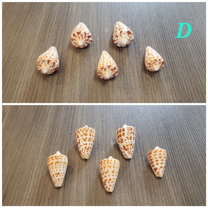 Sets of 5 SW Florida Beach Found Alphabet Cone Seashells - Etsy