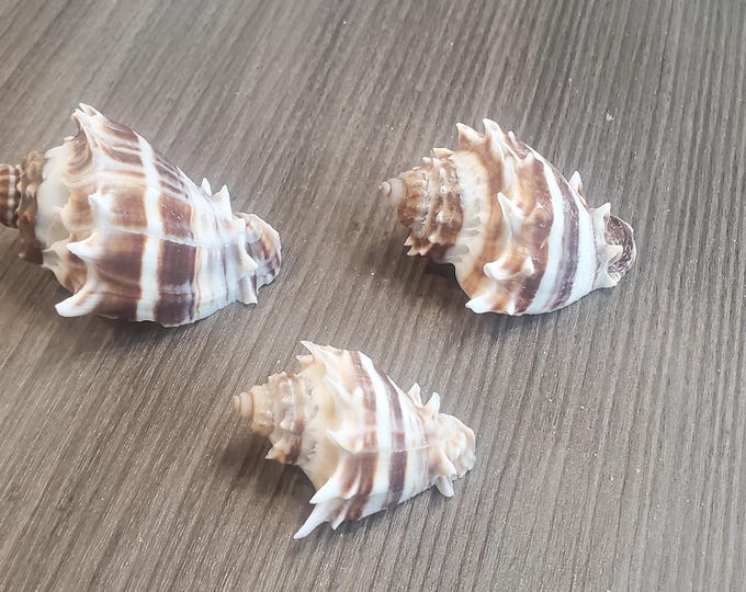 Set of 7 SW Florida Beach Found Pen Shells - Etsy