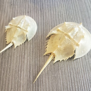 SW Florida Beach Found Real Horseshoe Crab Exoskeleton Molts - Etsy