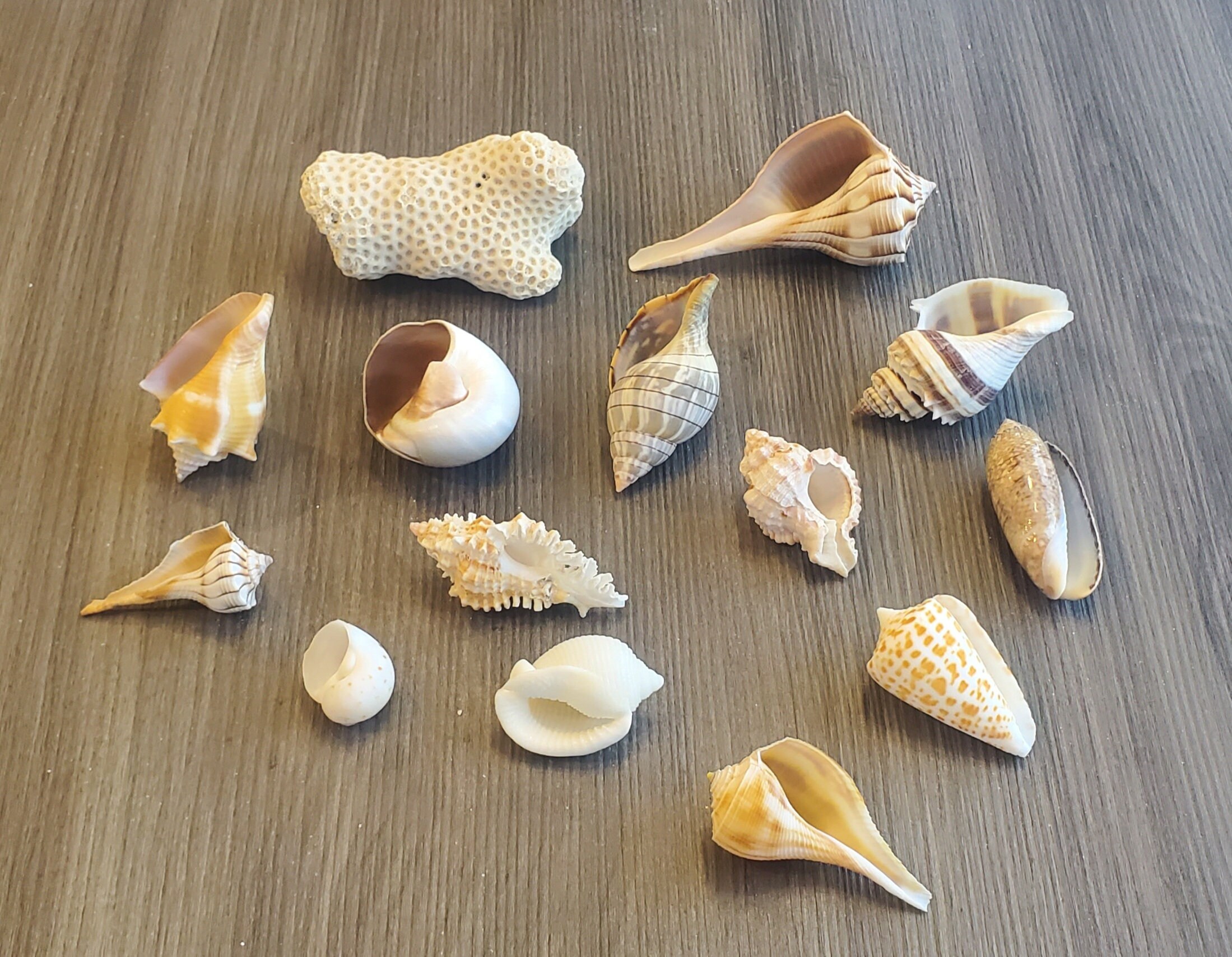 Set of 14 SW Florida Beach Found Mix Lot Seashells - Etsy
