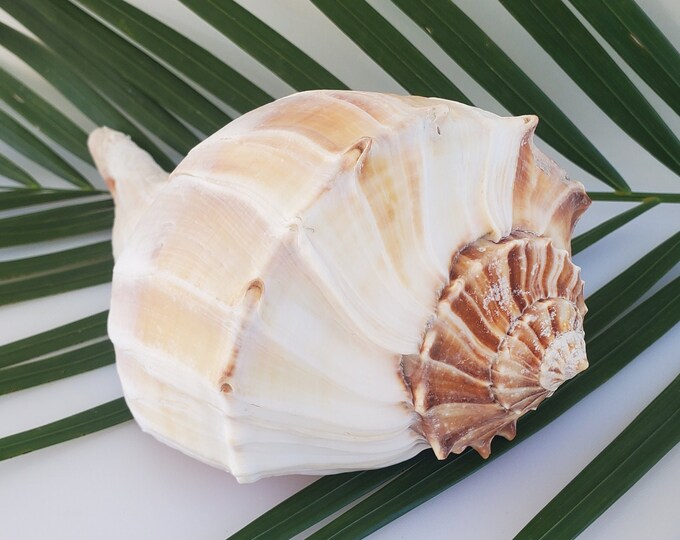 SW Florida Beach Found XL Lightning Whelk Seashell - Etsy