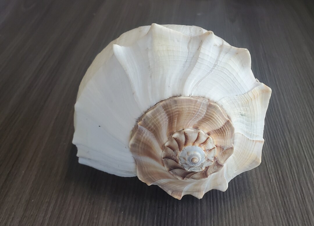 SW Florida Beach Found Lightning Whelk Seashell - Etsy