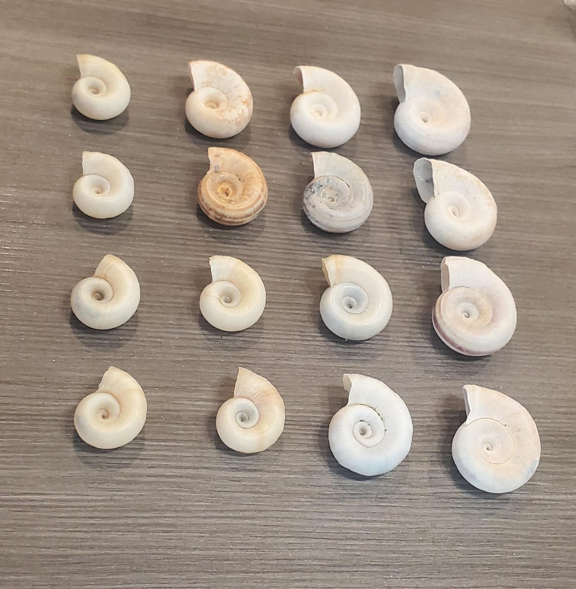 Set of 16 SW Florida Found Ram Horn Snail Shells - Etsy