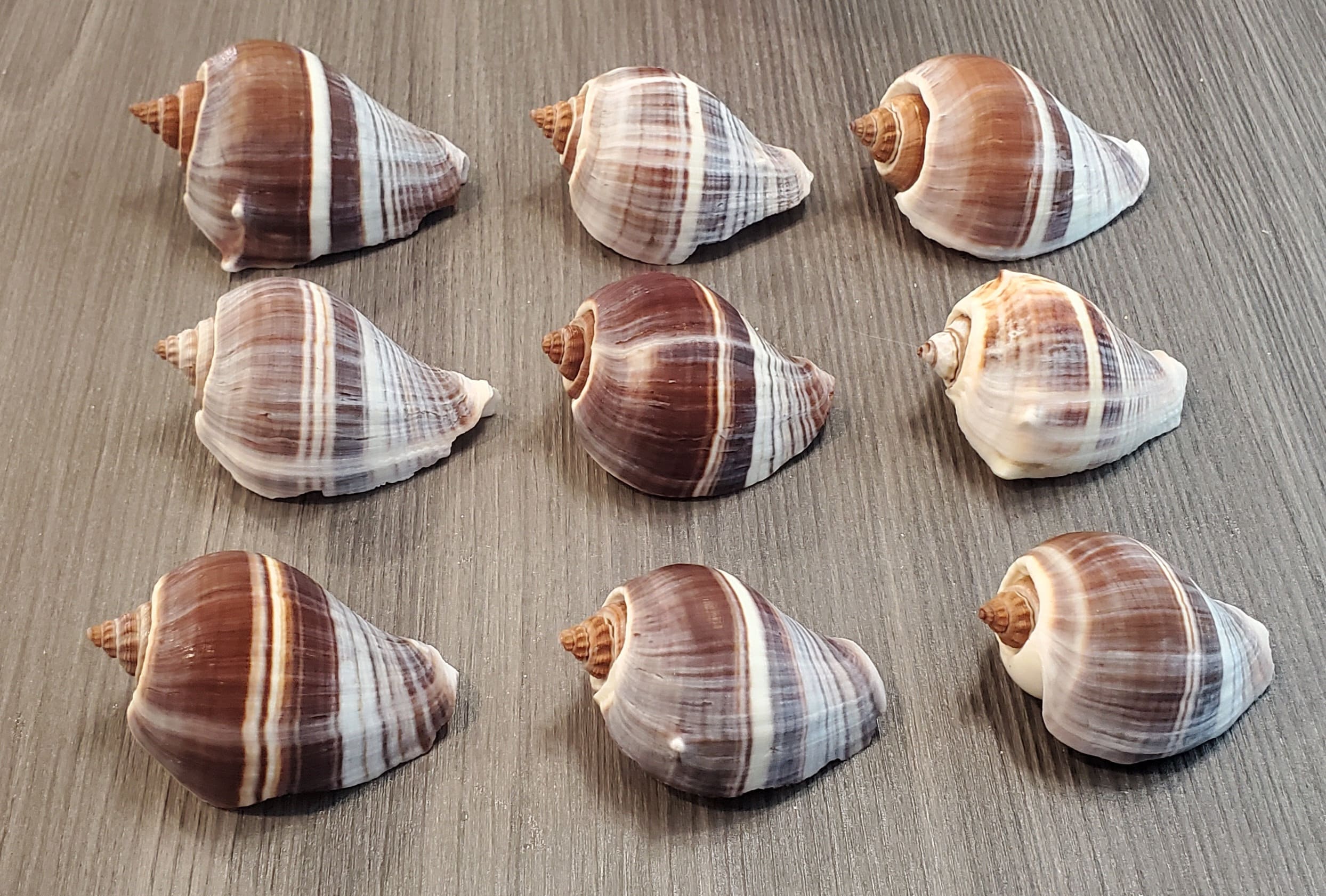 Set of 9 Caribbean Crown Conch Seashells - Etsy