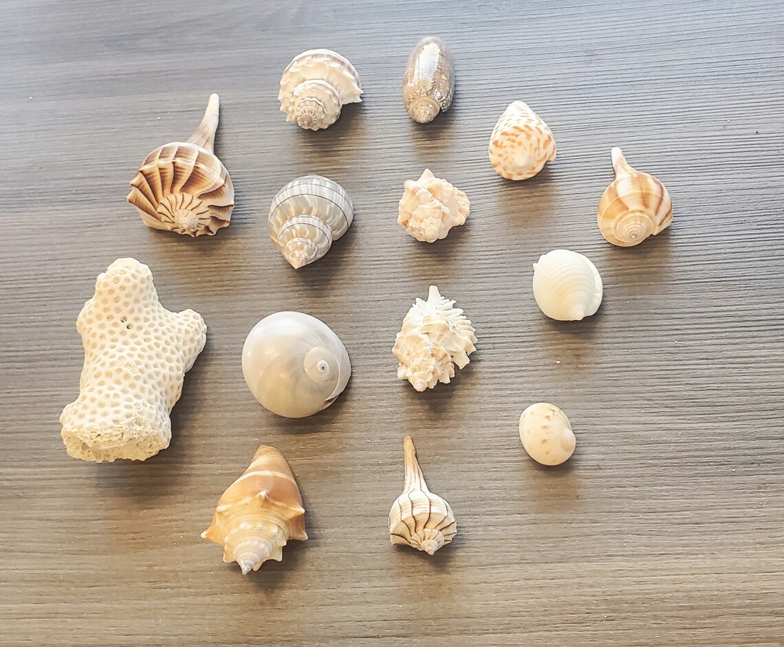Set of 14 SW Florida Beach Found Mix Lot Seashells - Etsy