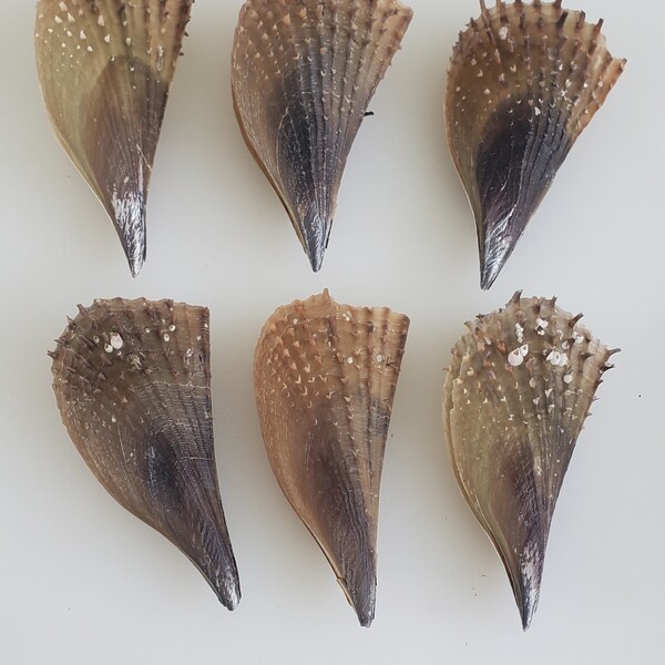 Pen Shell - Etsy