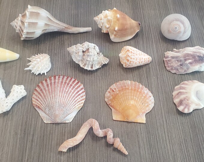 Huge SW Florida Beach Found King Crown Conch Seashell - Etsy