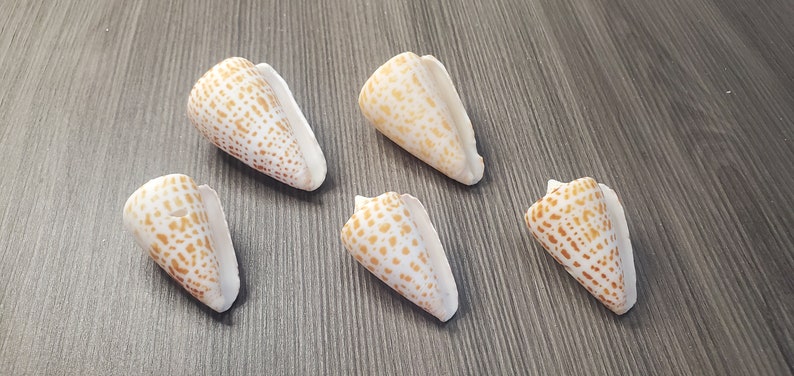 Set of 5 SW Florida Beach Found Alphabet Cone Seashells - Etsy