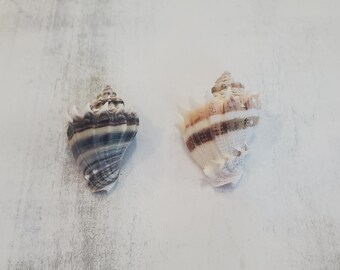 Huge SW Florida Beach Found King Crown Conch Seashell - Etsy