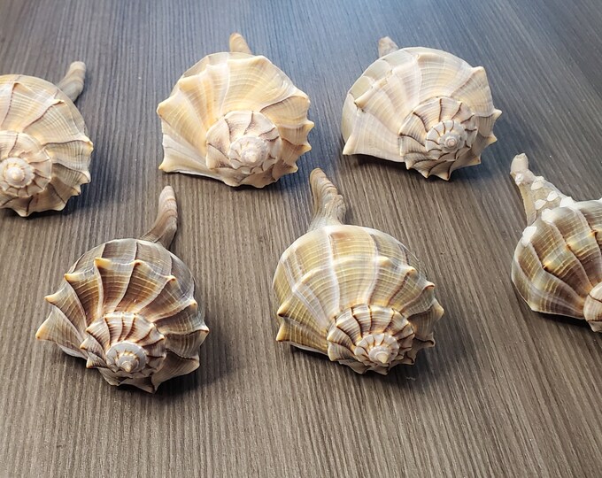 Set of 6 SW Florida Beach Found Lightning Whelk Seashells - Etsy