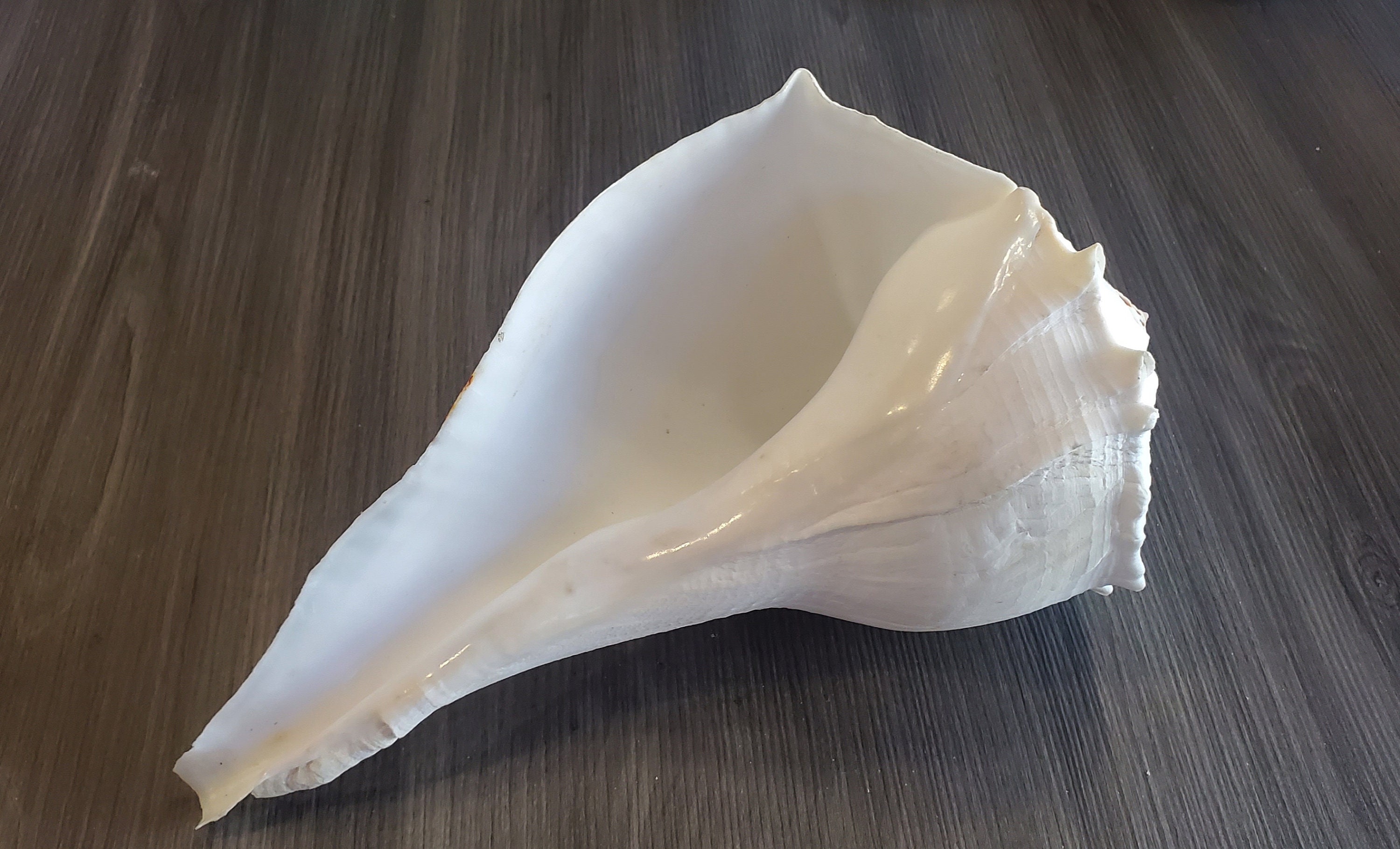 SW Florida Beach Found Lightning Whelk Seashell - Etsy