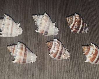 Huge SW Florida Beach Found King Crown Conch Seashell - Etsy