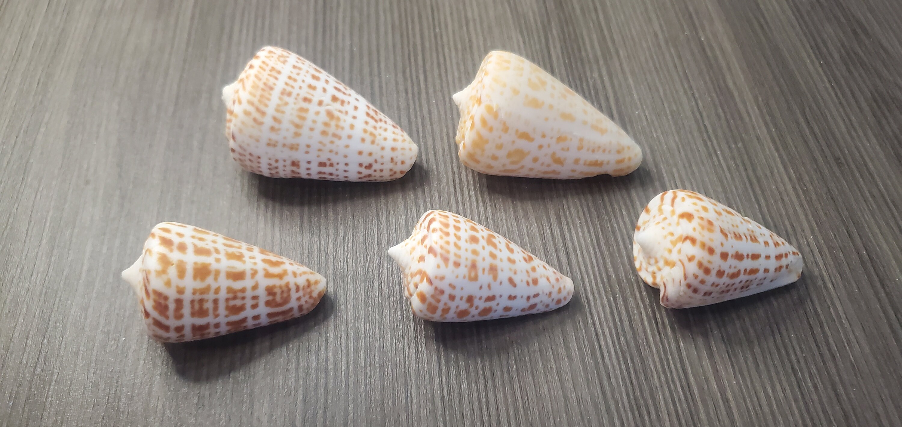 Set of 5 SW Florida Beach Found Alphabet Cone Seashells - Etsy