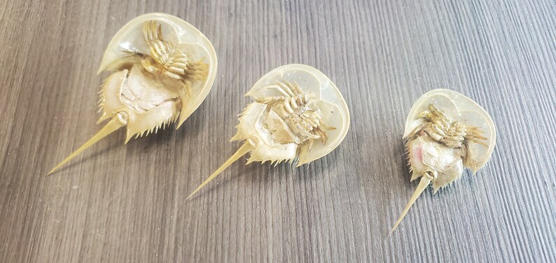 SW Florida Beach Found Real Horseshoe Crab Exoskeleton Molts - Etsy
