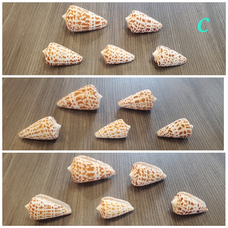 Sets of 5 SW Florida Beach Found Alphabet Cone Seashells - Etsy