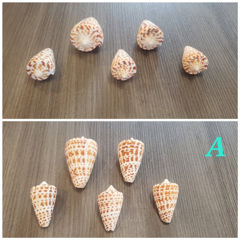 Sets of 5 SW Florida Beach Found Alphabet Cone Seashells - Etsy