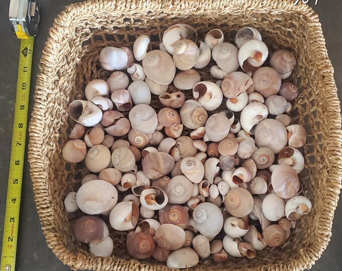 Bulk Lot of Shark Eye Seashells - Etsy