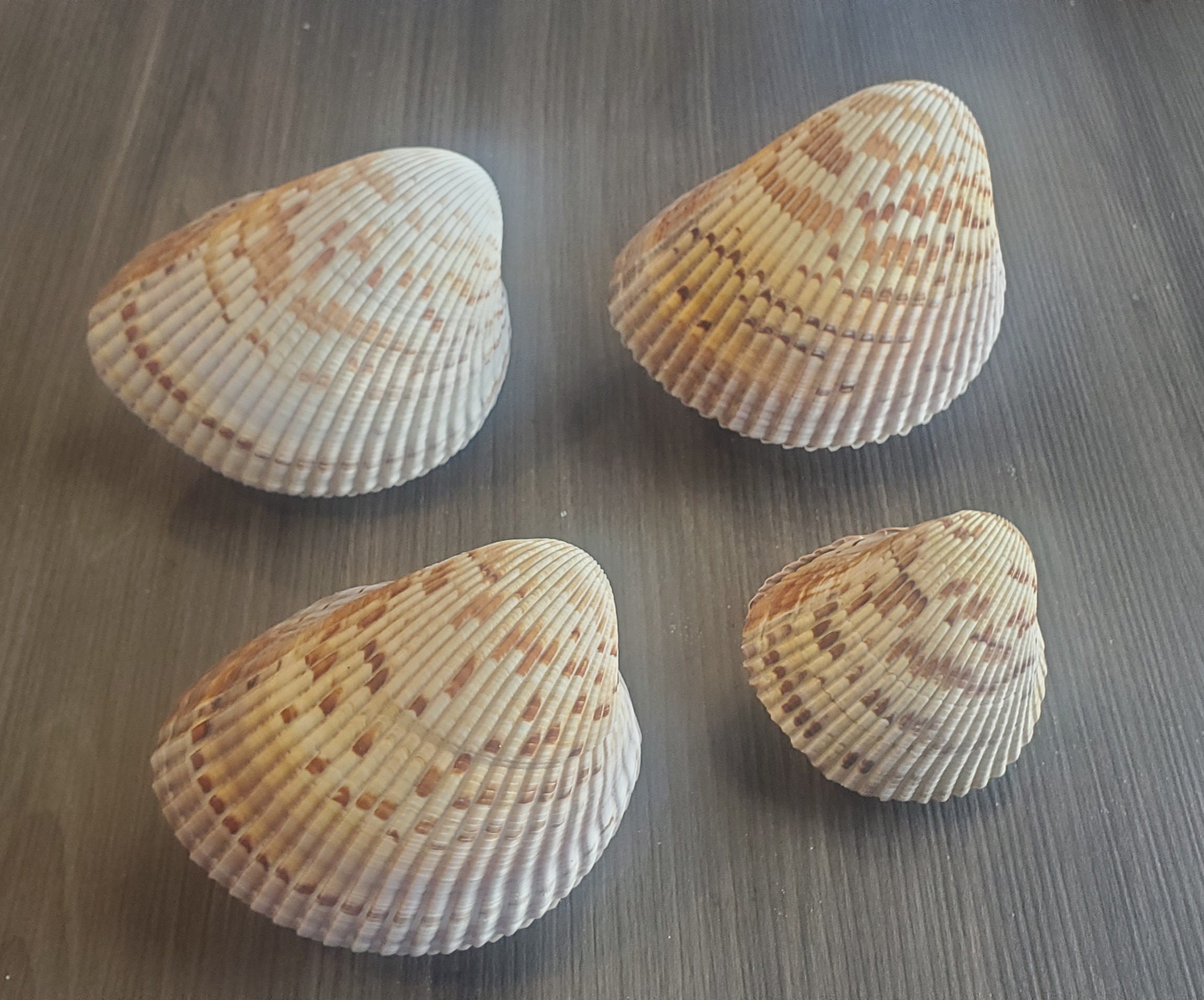 Set of 4 Sets SW Florida Beach Found Atlantic Giant Cockle Seashells - Etsy