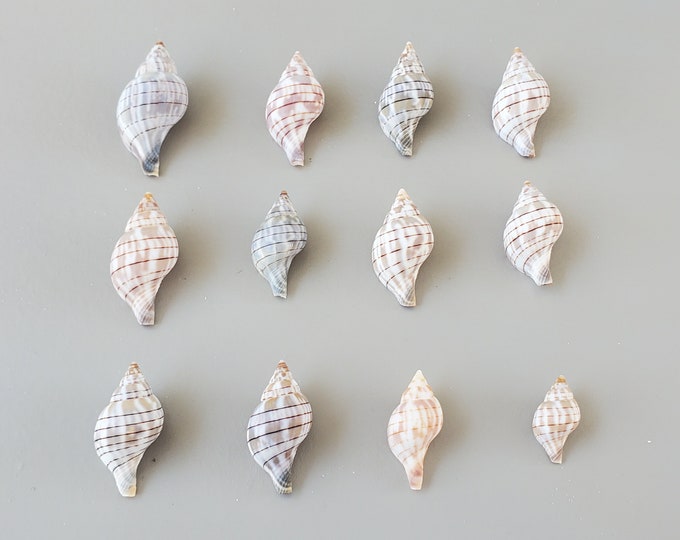 Set of 12 SW Florida Beach Found Banded Tulip Seashells - Etsy