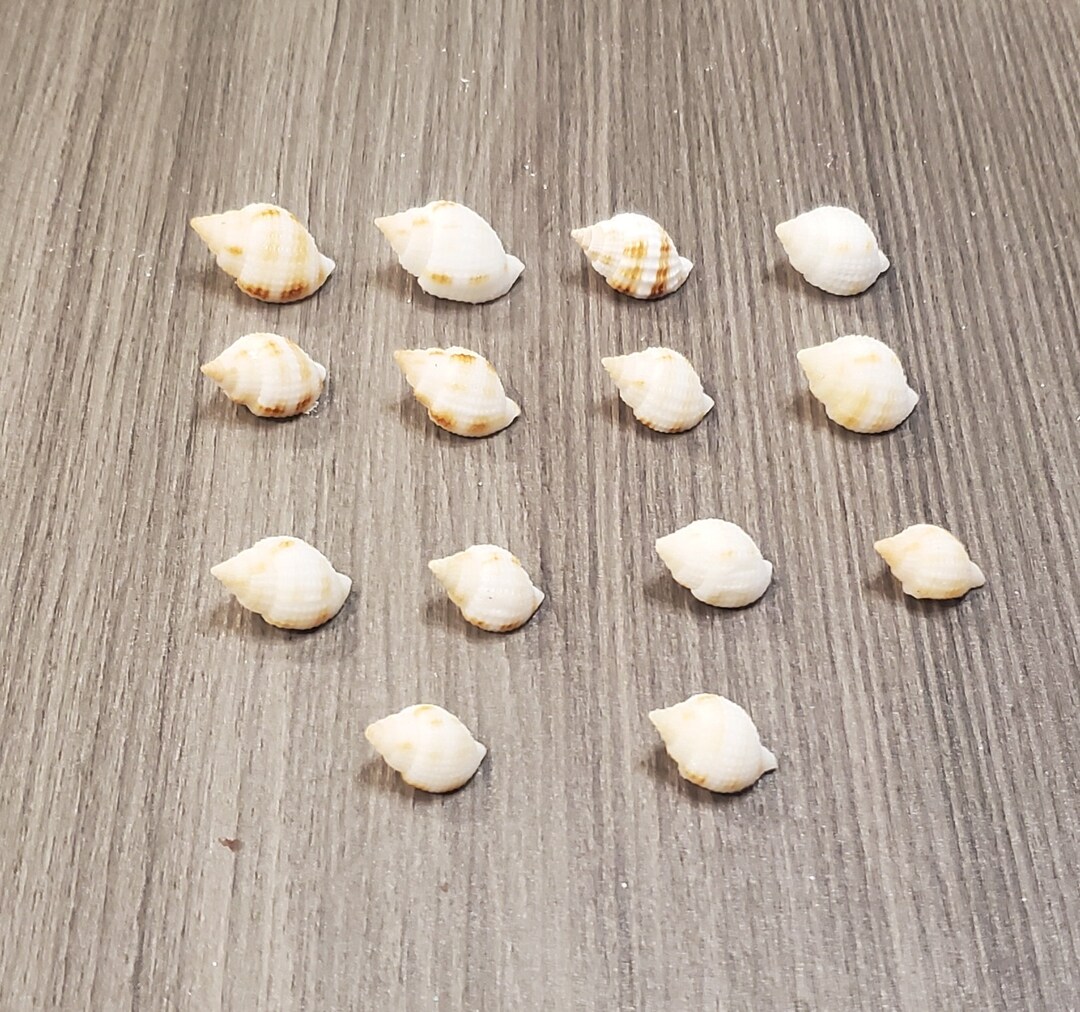 Set of 14 SW Florida Beach Found Common Nutmeg Seashells - Etsy