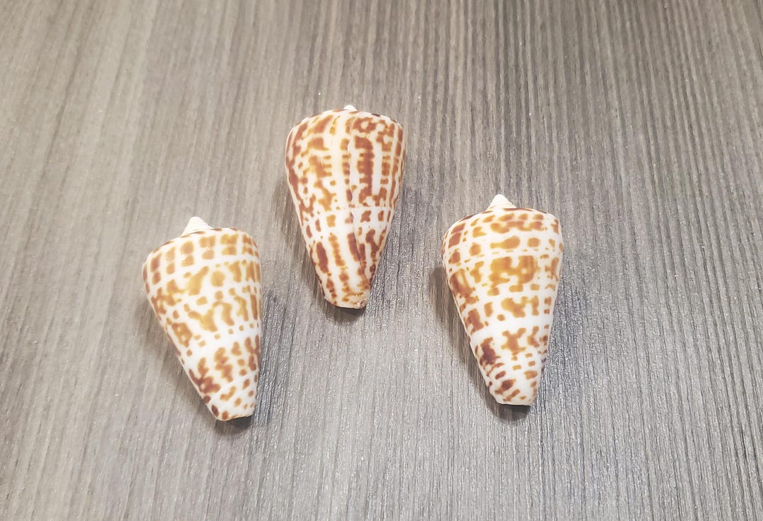 Set of 3 SW Florida Beach Found Alphabet Cone Seashells - Etsy
