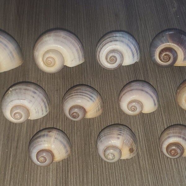 Apple Snail Shell - Etsy