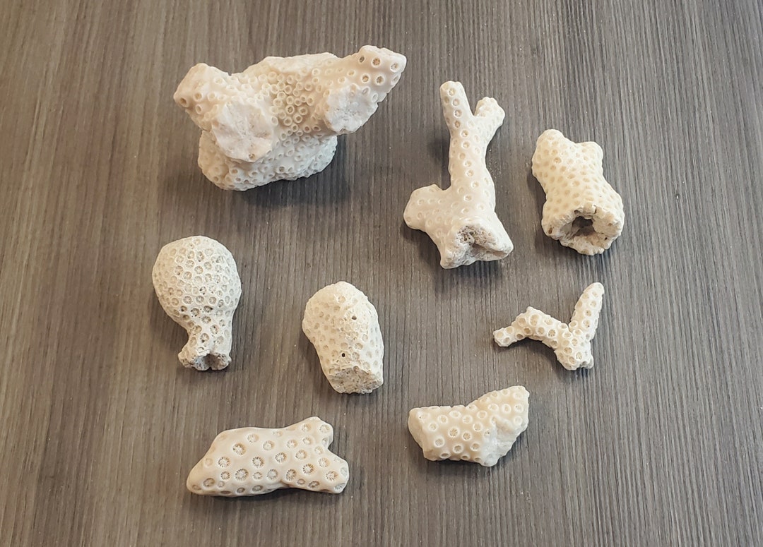 Set of 8 Pieces SW Florida Beach Found Coral - Etsy