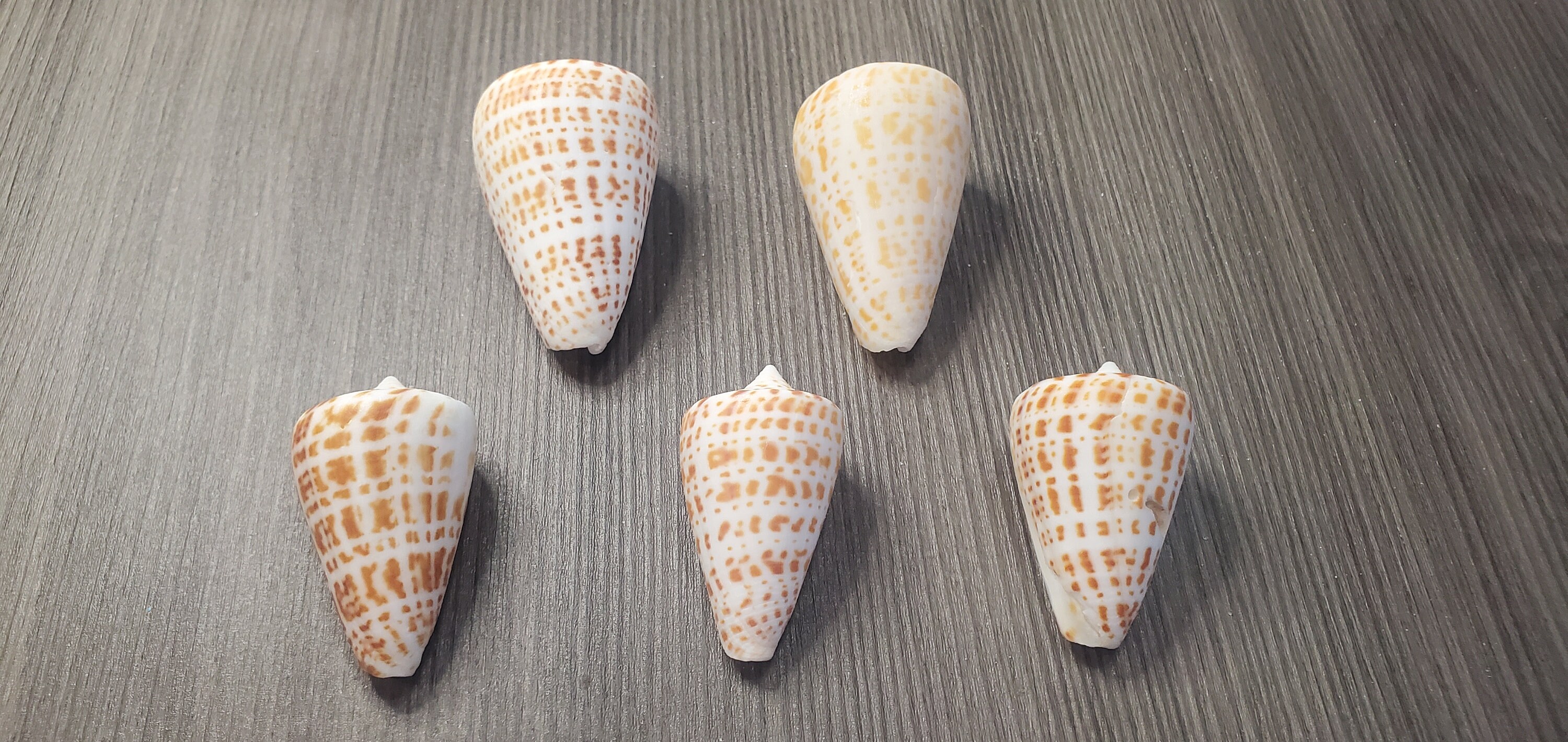 Set of 5 SW Florida Beach Found Alphabet Cone Seashells - Etsy