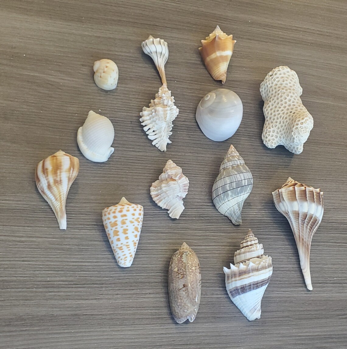 Set of 14 SW Florida Beach Found Mix Lot Seashells - Etsy