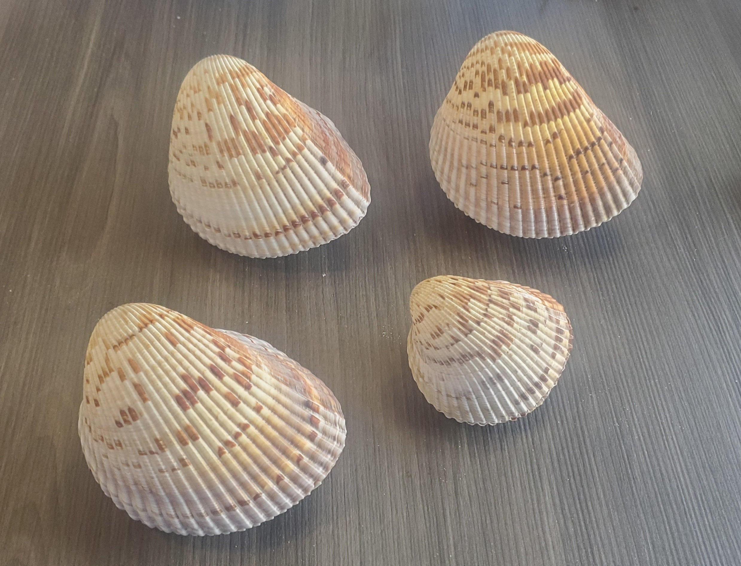 Set of 4 Sets SW Florida Beach Found Atlantic Giant Cockle Seashells - Etsy