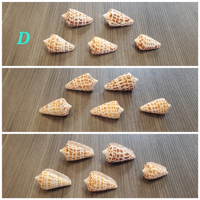 Sets of 5 SW Florida Beach Found Alphabet Cone Seashells - Etsy