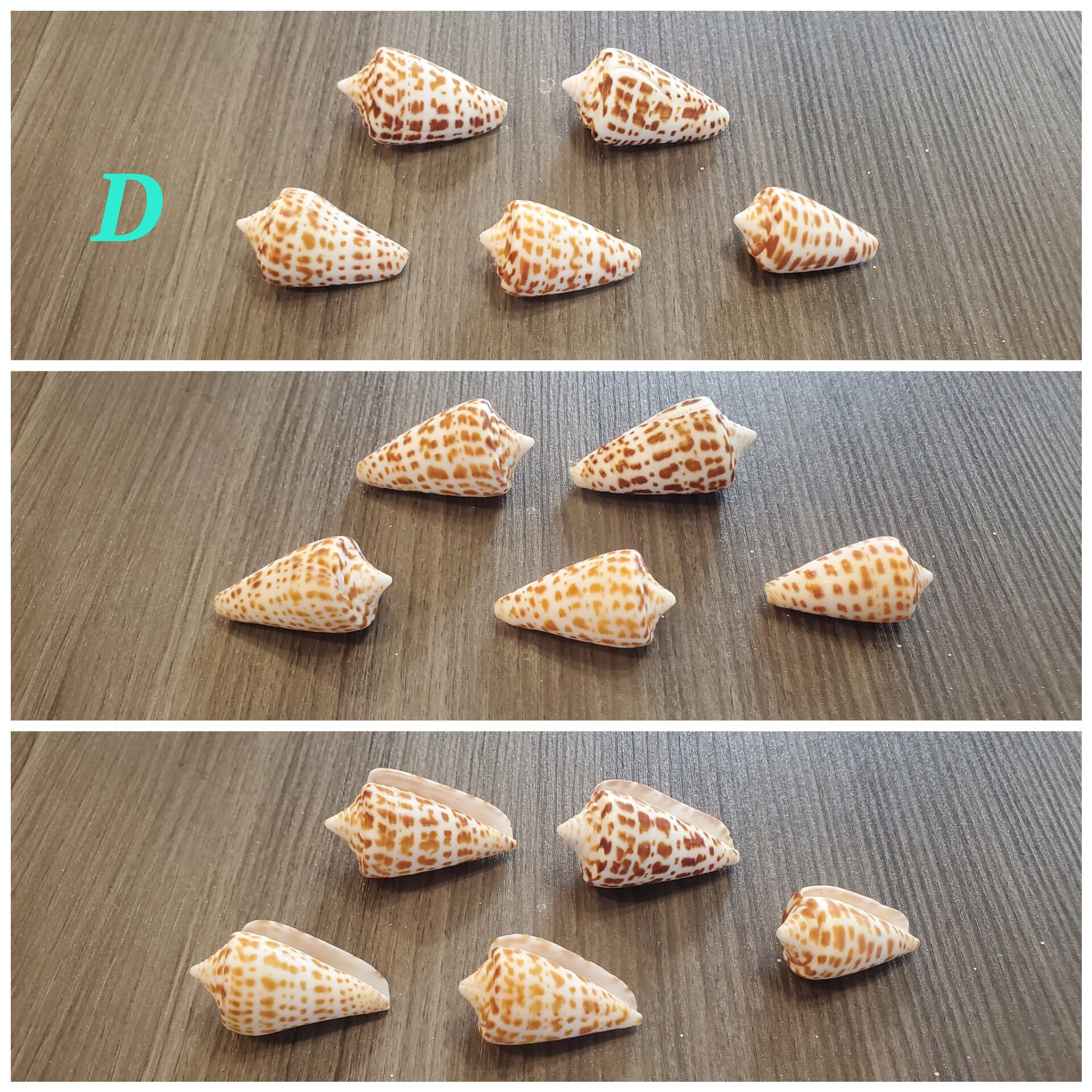 Sets of 5 SW Florida Beach Found Alphabet Cone Seashells - Etsy