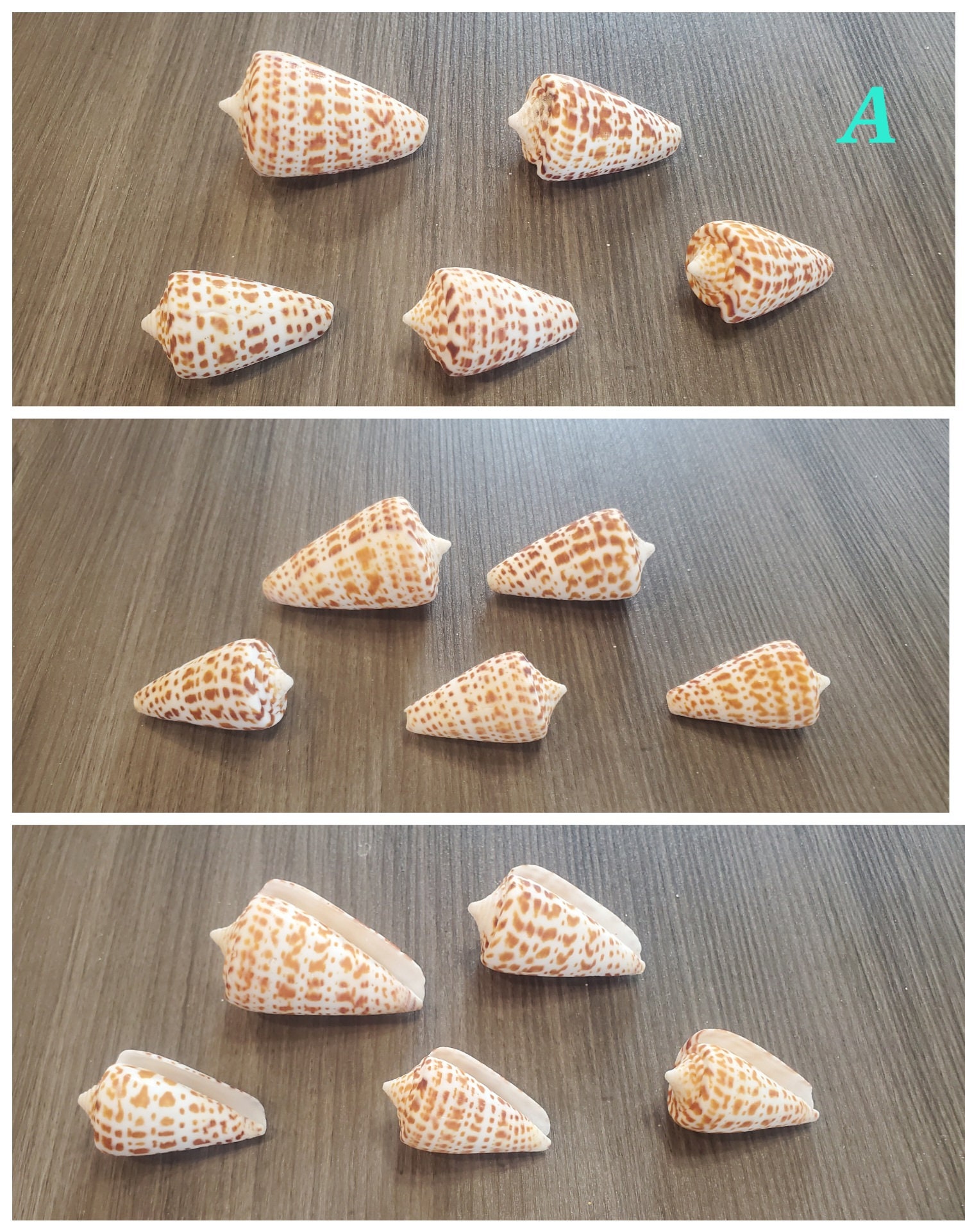 Sets of 5 SW Florida Beach Found Alphabet Cone Seashells - Etsy