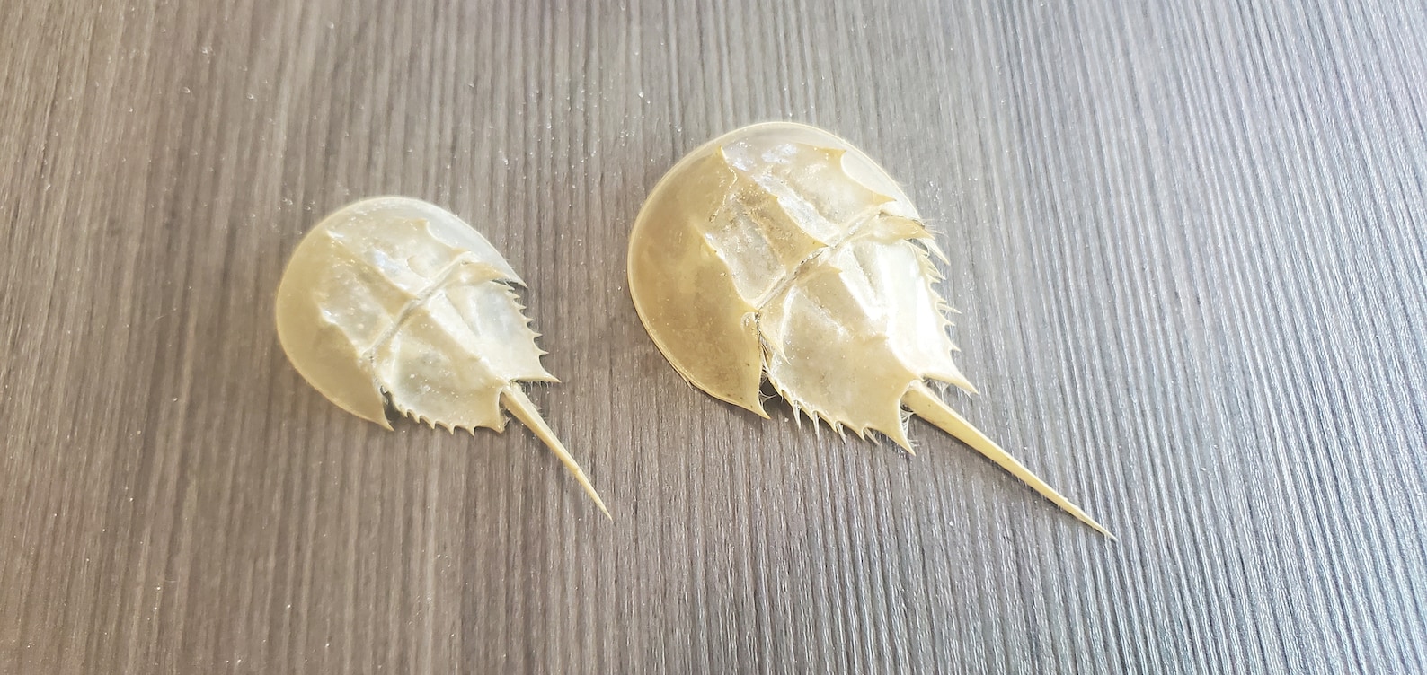 SW Florida Beach Found Real Horseshoe Crab Exoskeleton Molts - Etsy