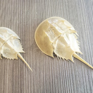 SW Florida Beach Found Real Horseshoe Crab Exoskeleton Molts - Etsy