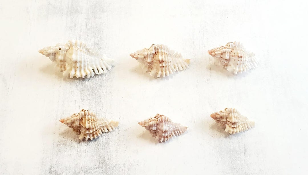 Set of 6 SW Florida Beach Found Lace Murex Seashells - Etsy
