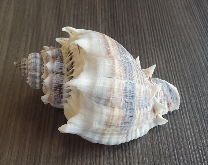 Huge SW Florida Beach Found King Crown Conch Seashell - Etsy