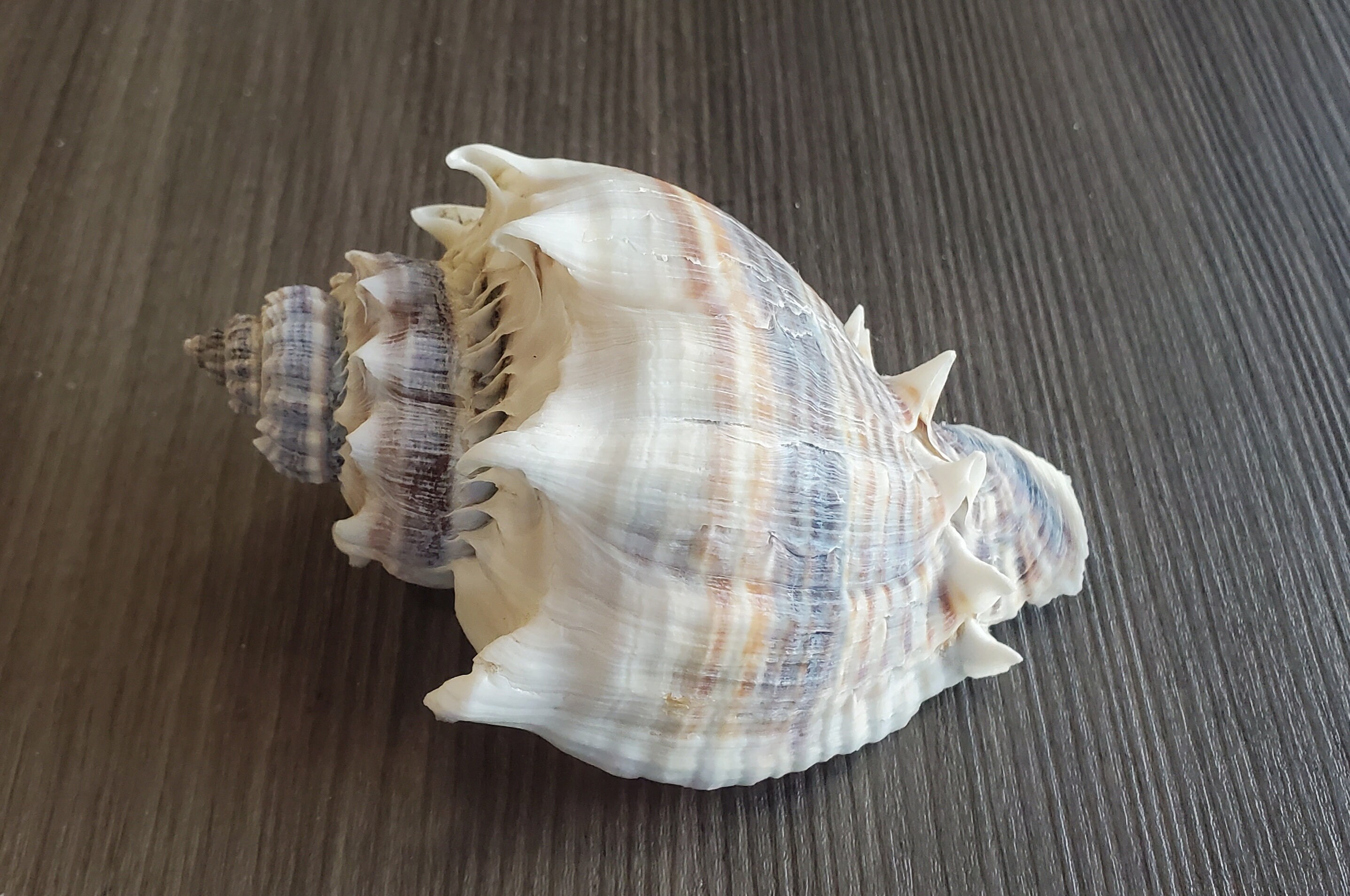 Huge SW Florida Beach Found King Crown Conch Seashell - Etsy