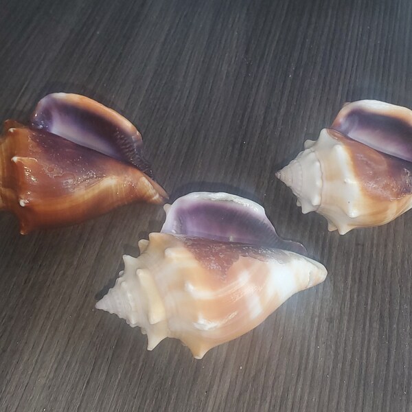 Conch Seashell - Etsy