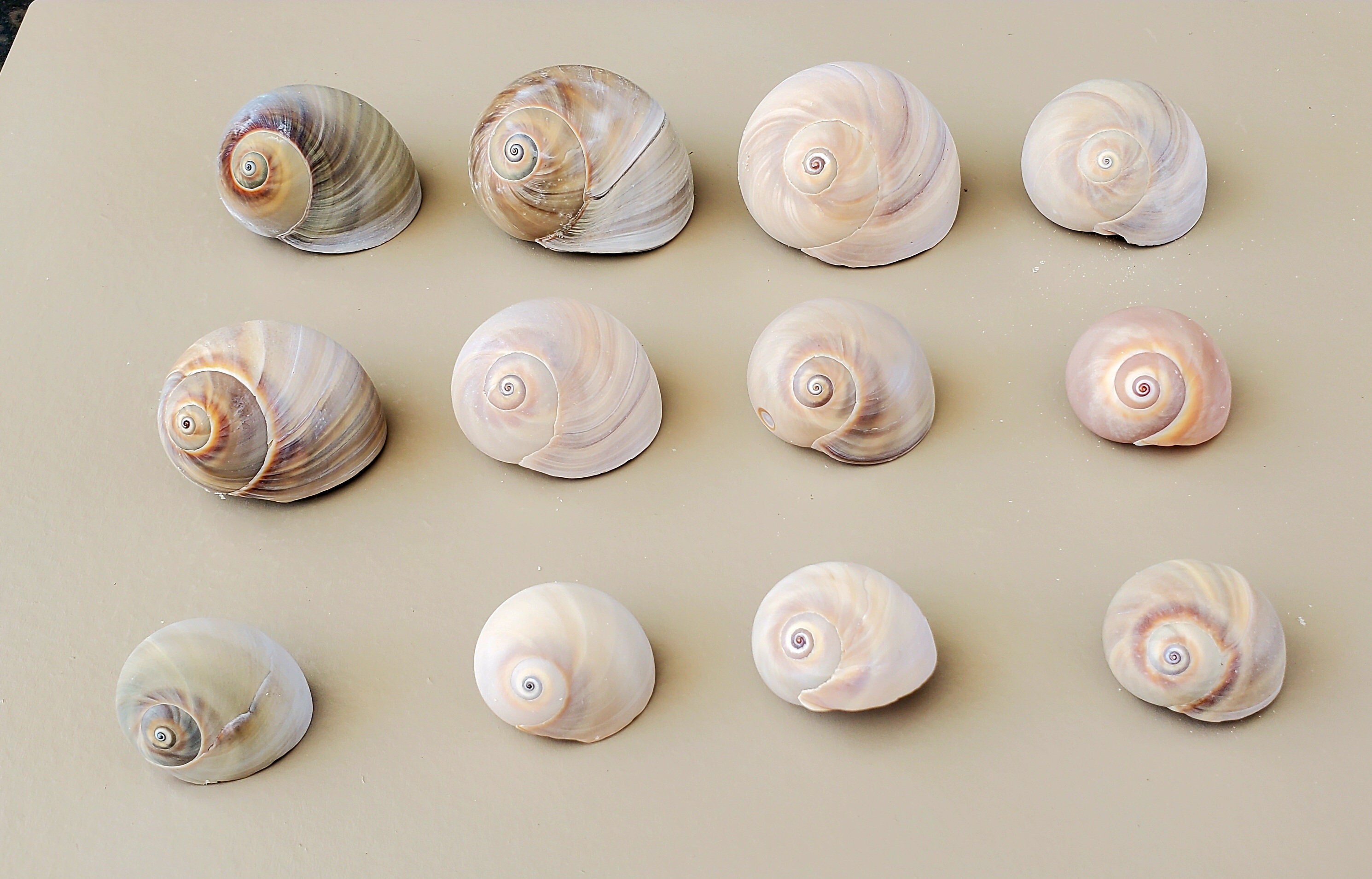 Types Of Spiral Seashells