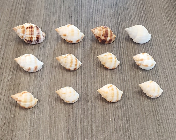 Set of 12 SW Florida Beach Found Common Nutmeg Seashells - Etsy