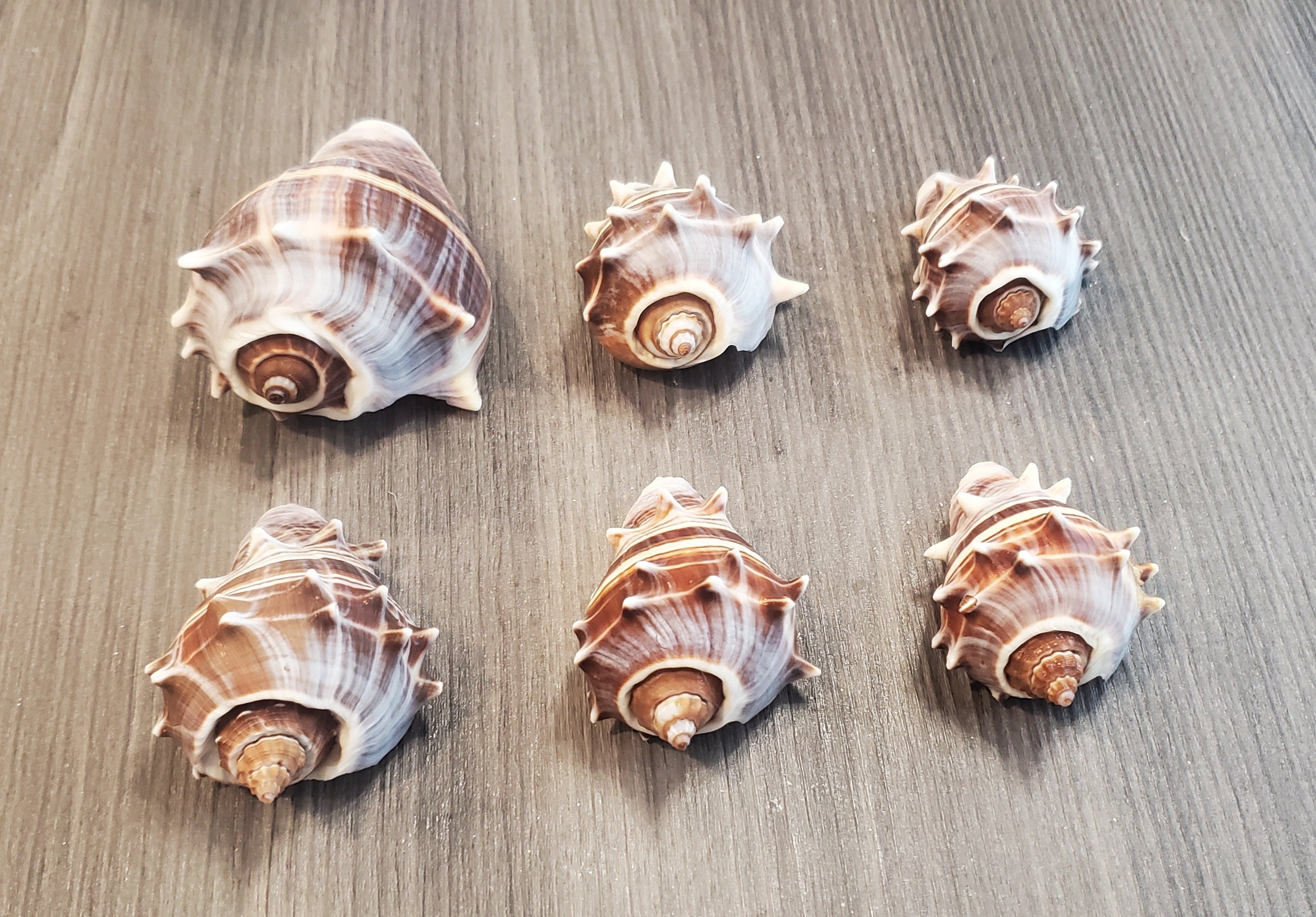 Caribbean Crown Conch Seashells - Etsy