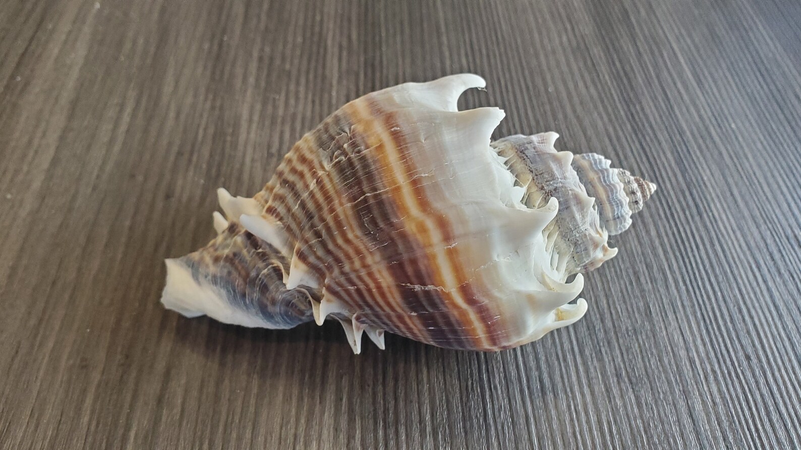 Huge SW Florida Beach Found King Crown Conch Seashell - Etsy
