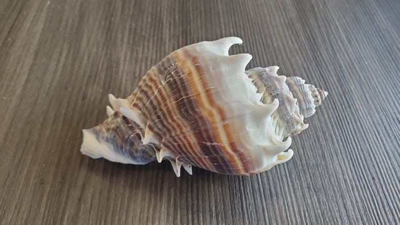 Huge SW Florida Beach Found King Crown Conch Seashell - Etsy