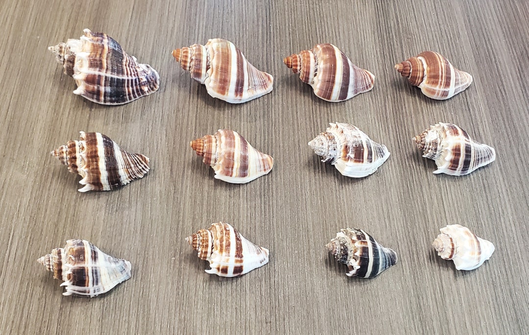 Set of 12 SW Florida Beach Found King Crown Seashells - Etsy