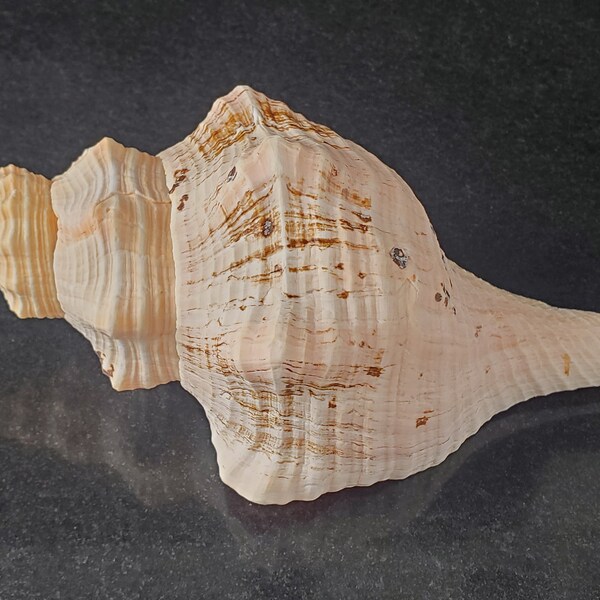 Conch Seashell - Etsy