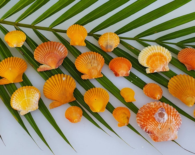 Set of 24 SW Florida Beach Found Orange Scallop Seashells - Etsy