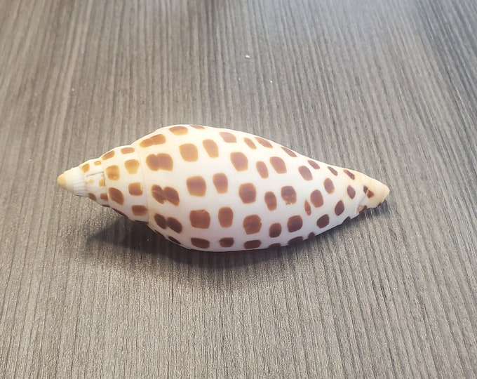 Rare SW Florida Beach Found Junonia Seashell - Etsy