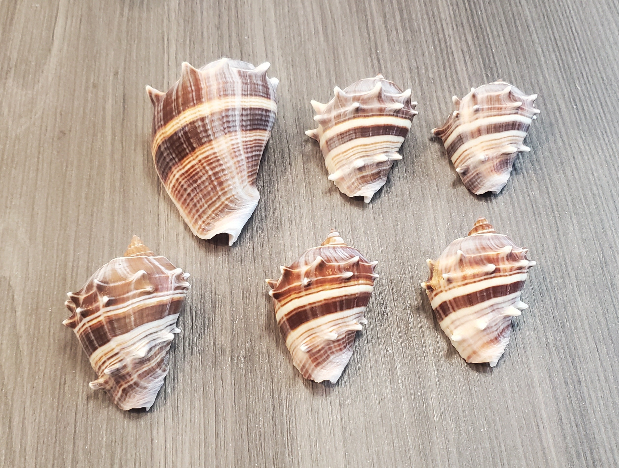 Caribbean Crown Conch Seashells - Etsy